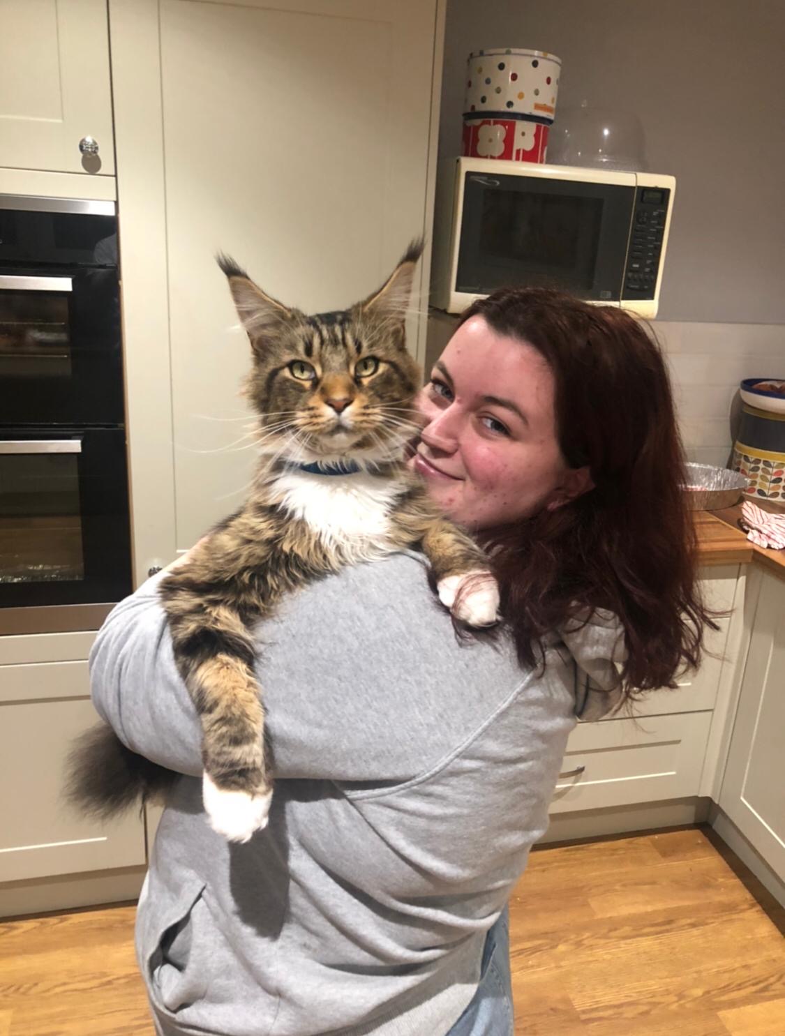 Loricoons – Breeding healthy, socialised and confident Maine Coon kittens