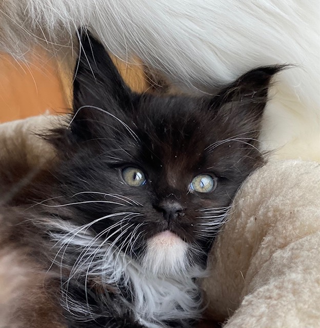 Violet & Vera ’24 – Loricoons