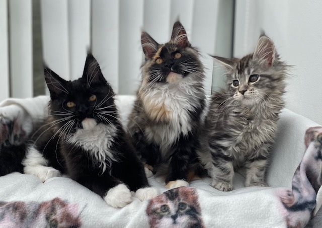 Violet & Vera ’24 – Loricoons